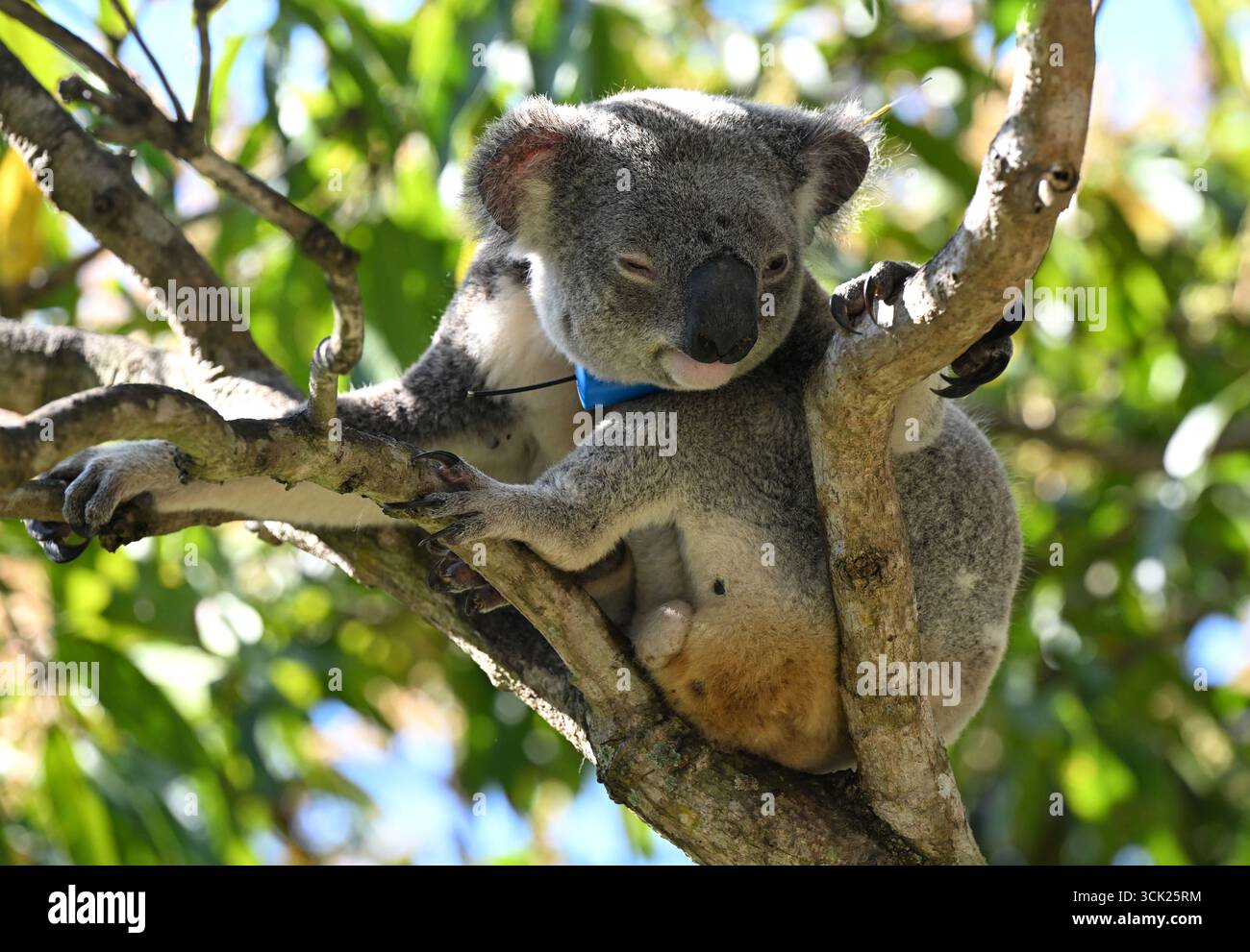 A Koala wearing a tracking device is seen in a tree at the Endeavour ...