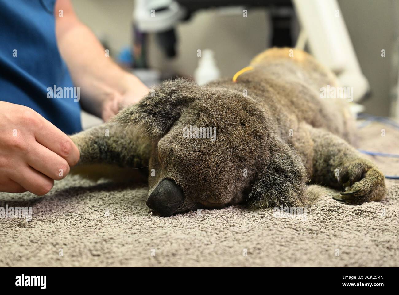 A Koala is seen being treated for chlamydia by Veterinary staff at the ...