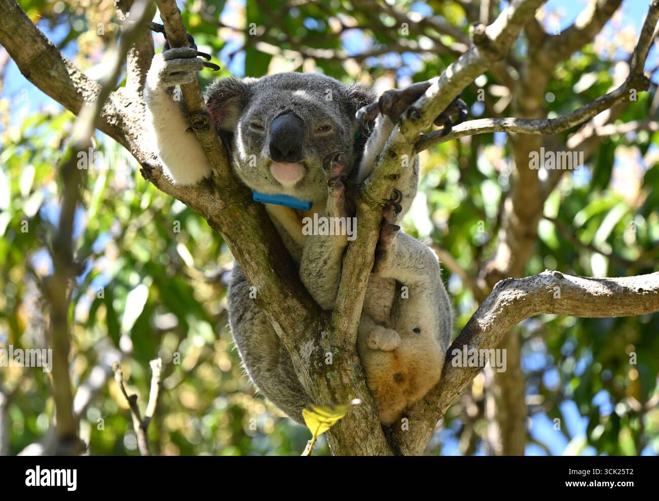 A Koala wearing a tracking device is seen in a tree at the Endeavour ...