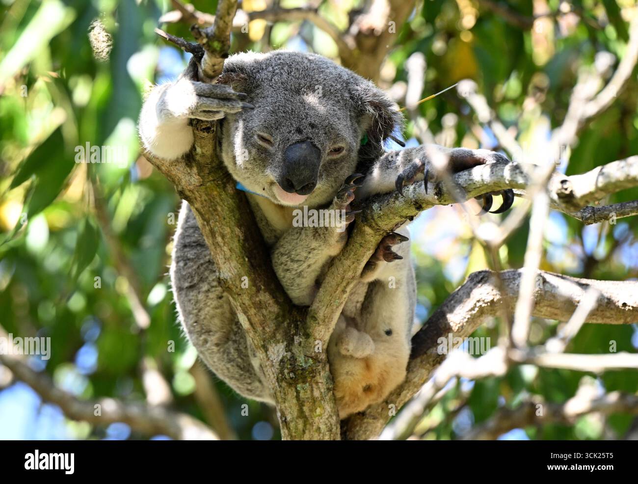 A Koala wearing a tracking device is seen in a tree at the Endeavour ...