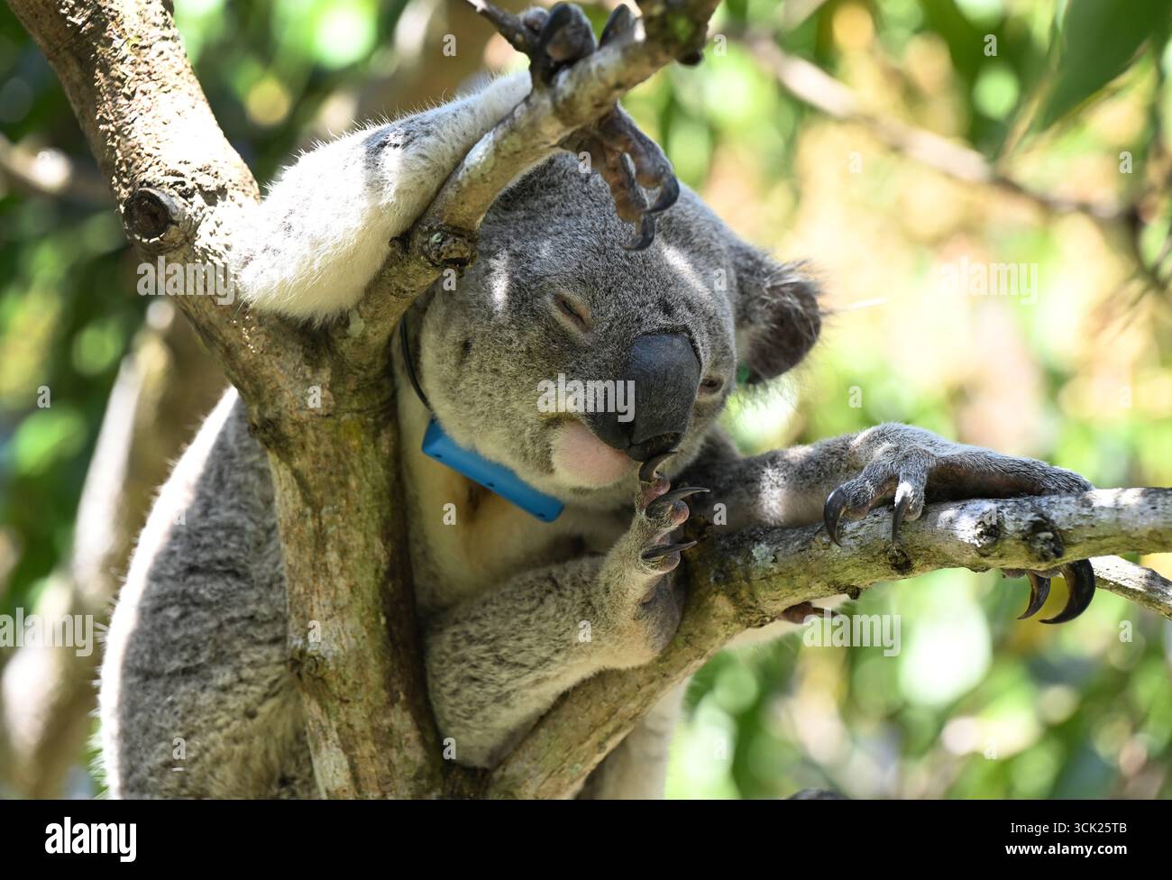 A Koala wearing a tracking device is seen in a tree at the Endeavour ...