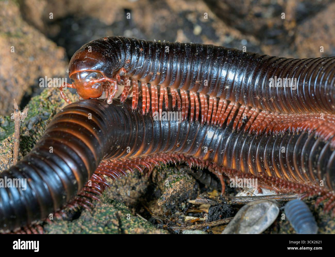 Millipede millipedes hi-res stock photography and images - Alamy
