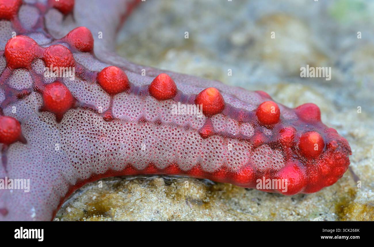 African red knob sea star hi-res stock photography and images - Alamy