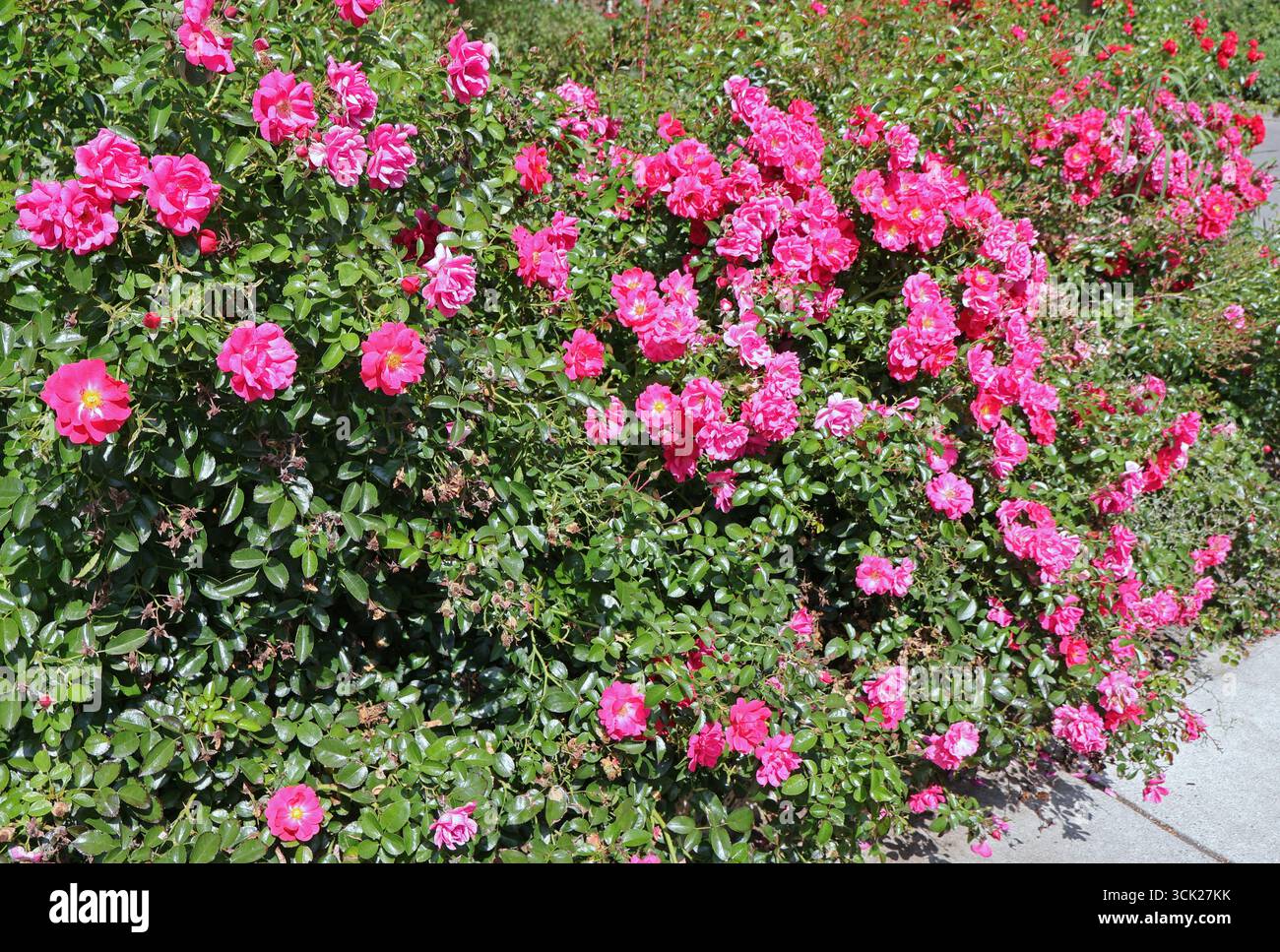 Bright pink shrub rose used as a colorful hedge Stock Photo - Alamy