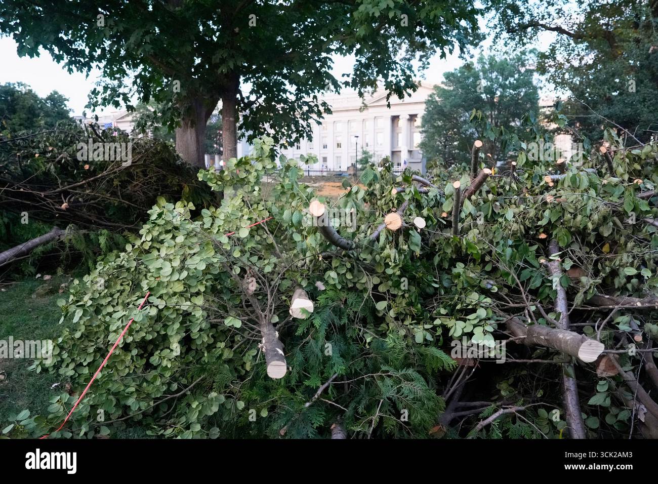 Tree branches are piled on the South Lawn of the White House as the ...