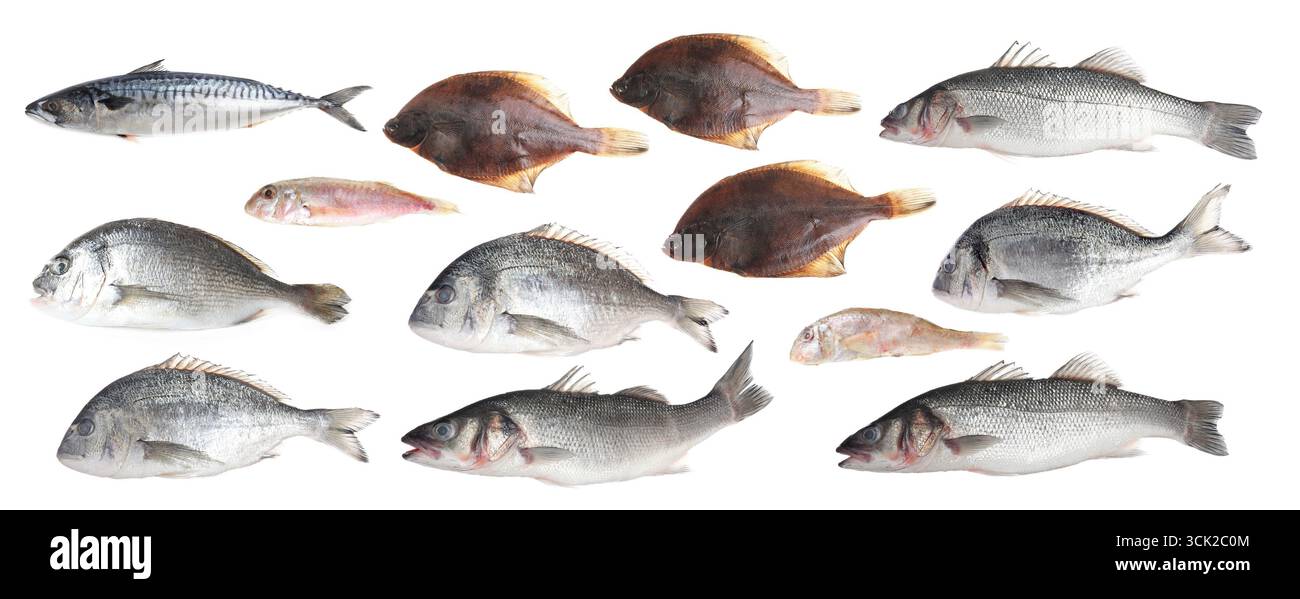 Different types of raw fish isolated on white, collage Stock Photo - Alamy