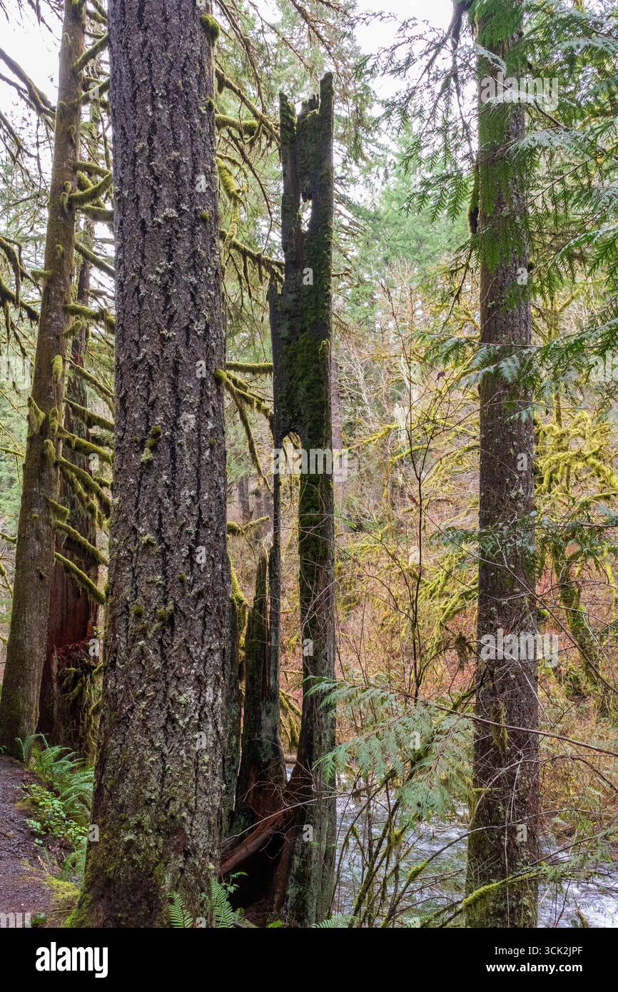Gnarled dead tree stands hi-res stock photography and images - Alamy