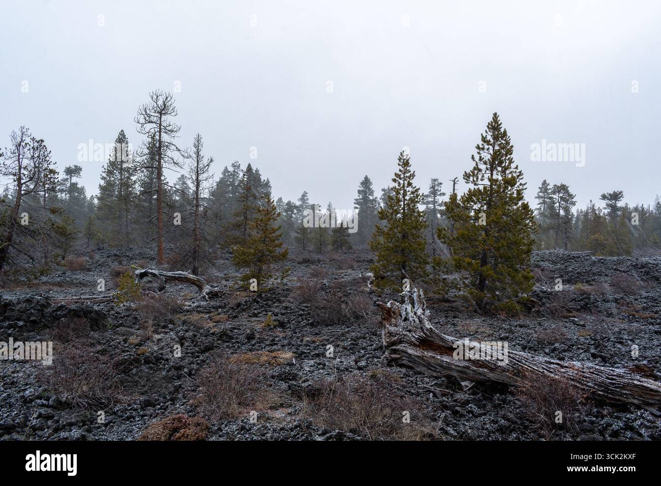 Snowfall Over Lava Cast Forest Trail, Newberry National Volcanic ...