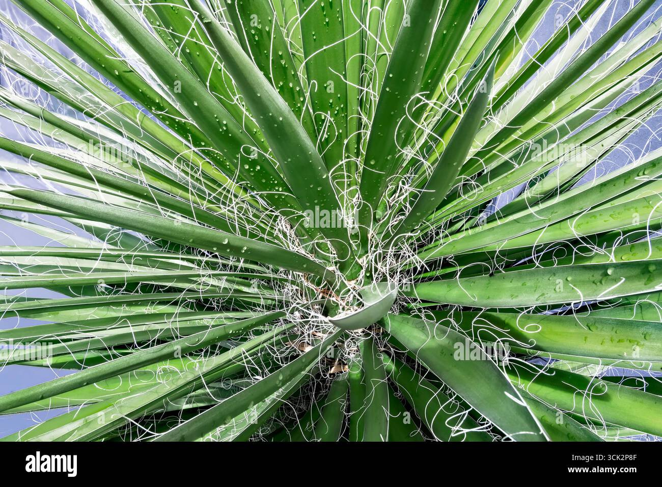 Agave filifera hi-res stock photography and images - Alamy