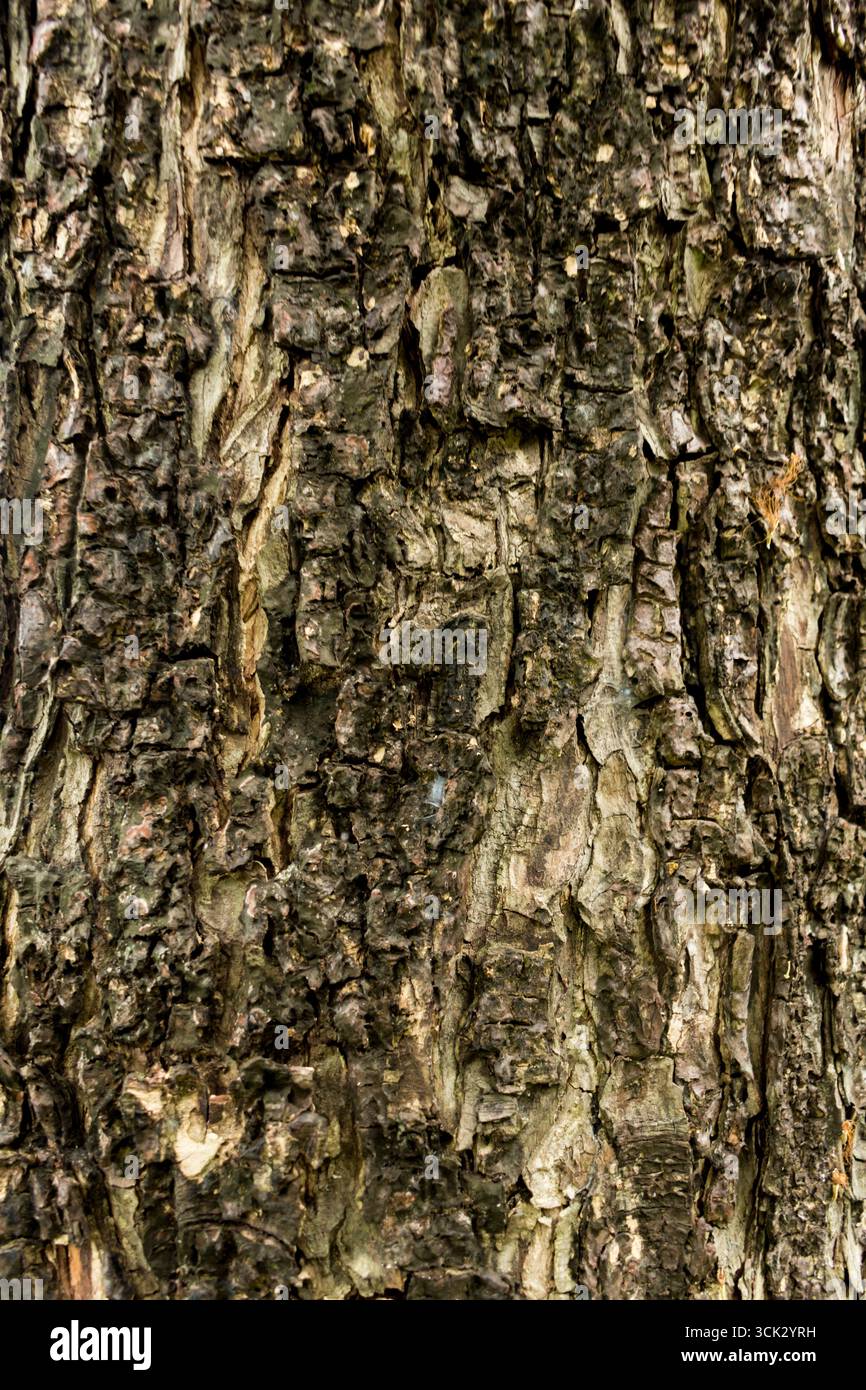Tree bark surface background, Wood texture Stock Photo - Alamy