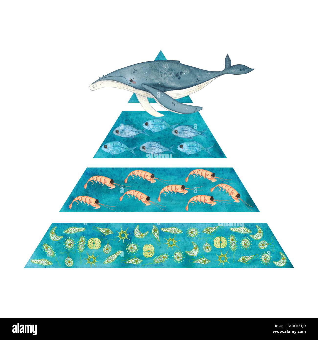 Food pyramid: humpback whale, fish, krill, phytoplankton. Watercolor ...