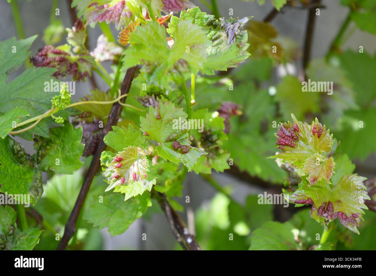 Grapevine disease, Anthracnose of grapes, Elsinoë ampelina is a fungal ...