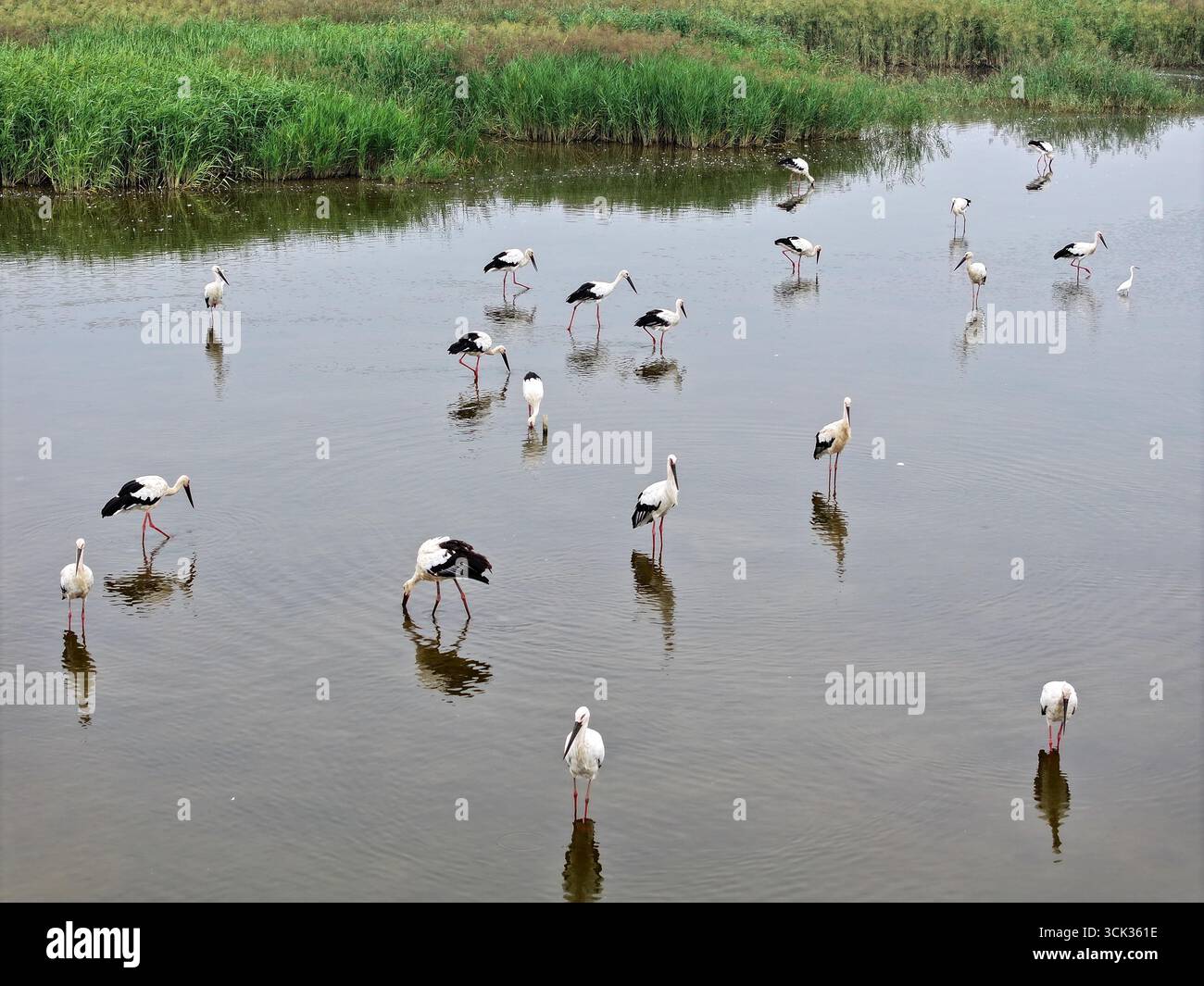 Migratory birds gather at a wetland park in Lianyungang City, east ...