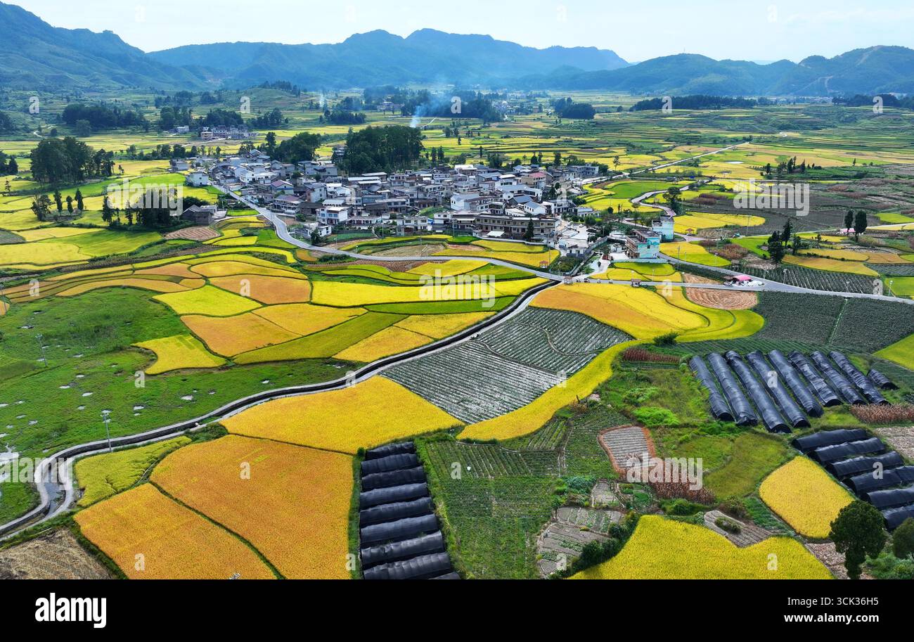 Aerial photo shows the golden rice field in Qiannan Buyi and Miao ...