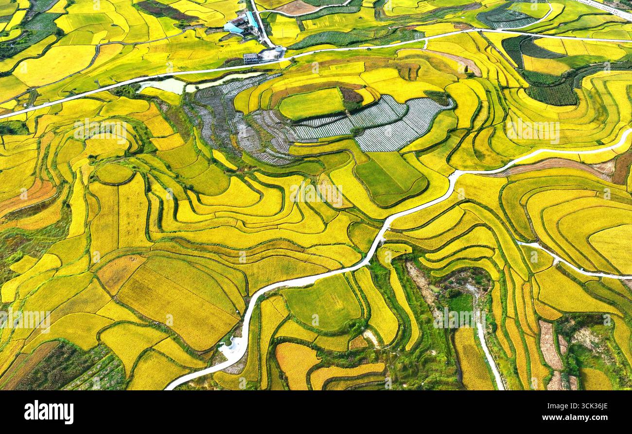 Aerial photo shows the golden rice field in Qiannan Buyi and Miao ...