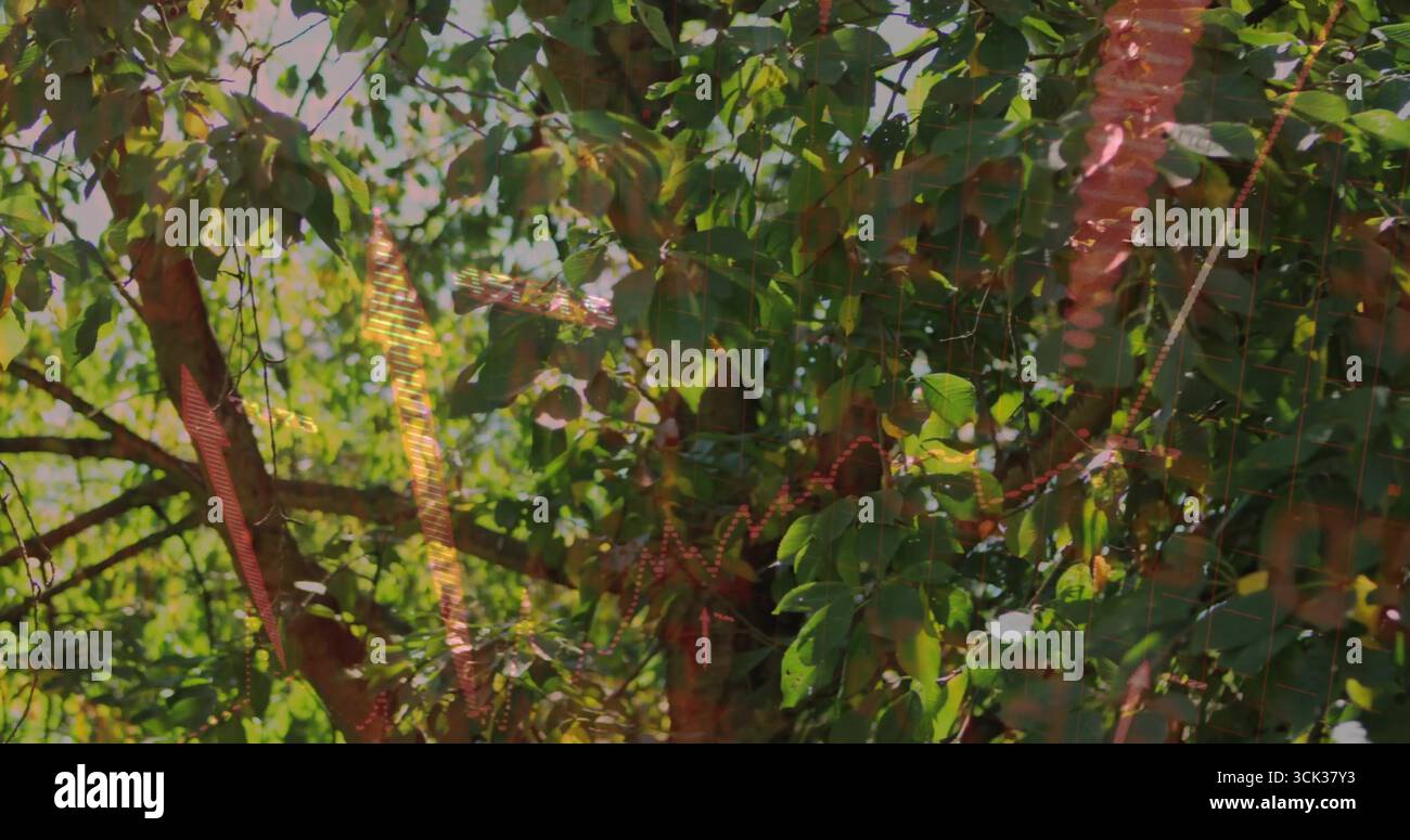 Showing tree branches filtering dappled sunlight in garden, with red ...