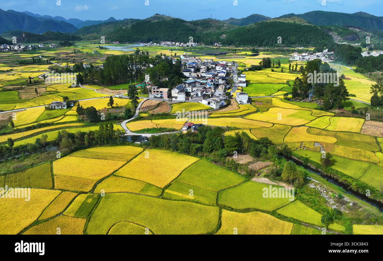 Aerial photo shows the golden rice field in Qiannan Buyi and Miao ...