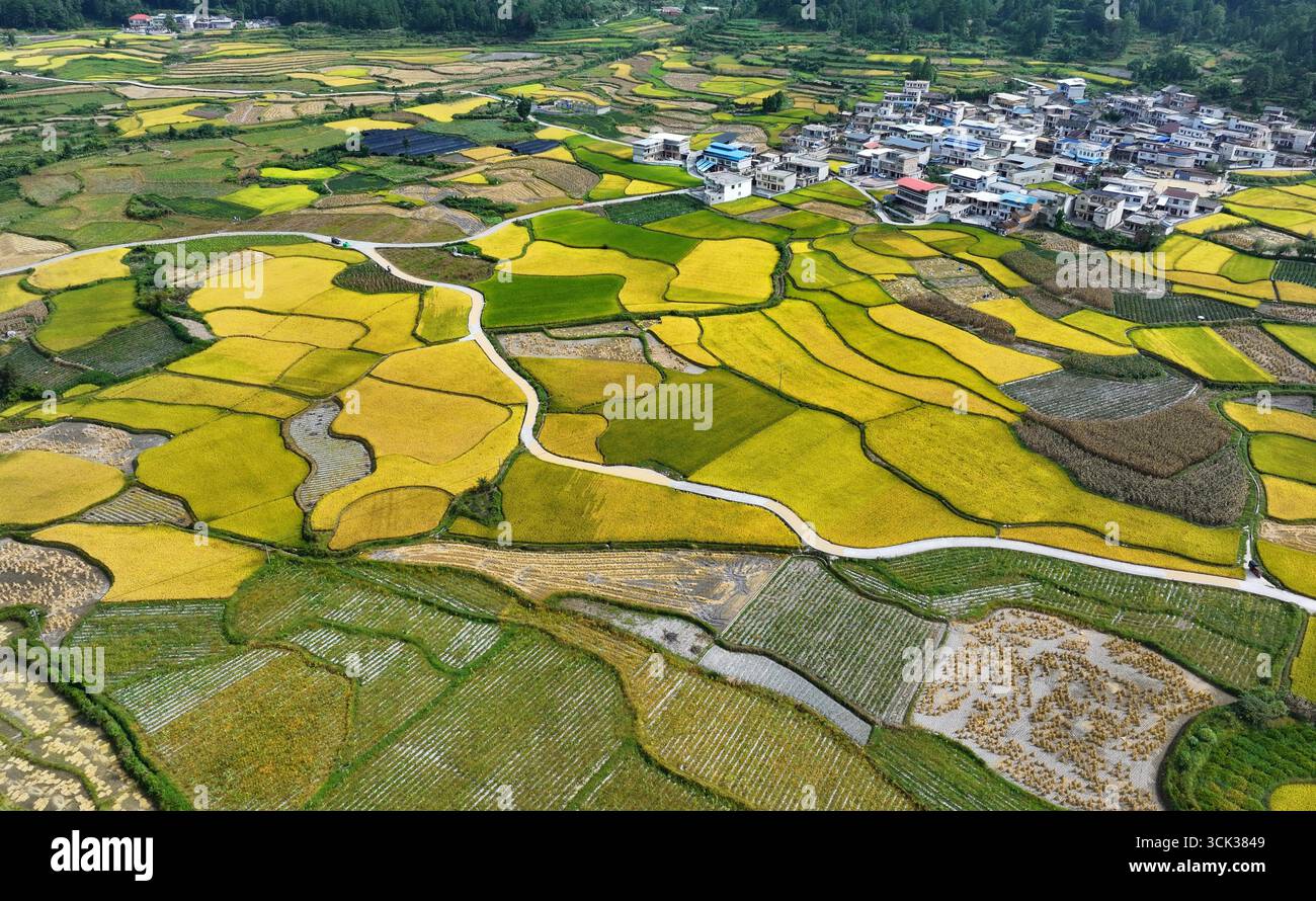 Aerial photo shows the golden rice field in Qiannan Buyi and Miao ...