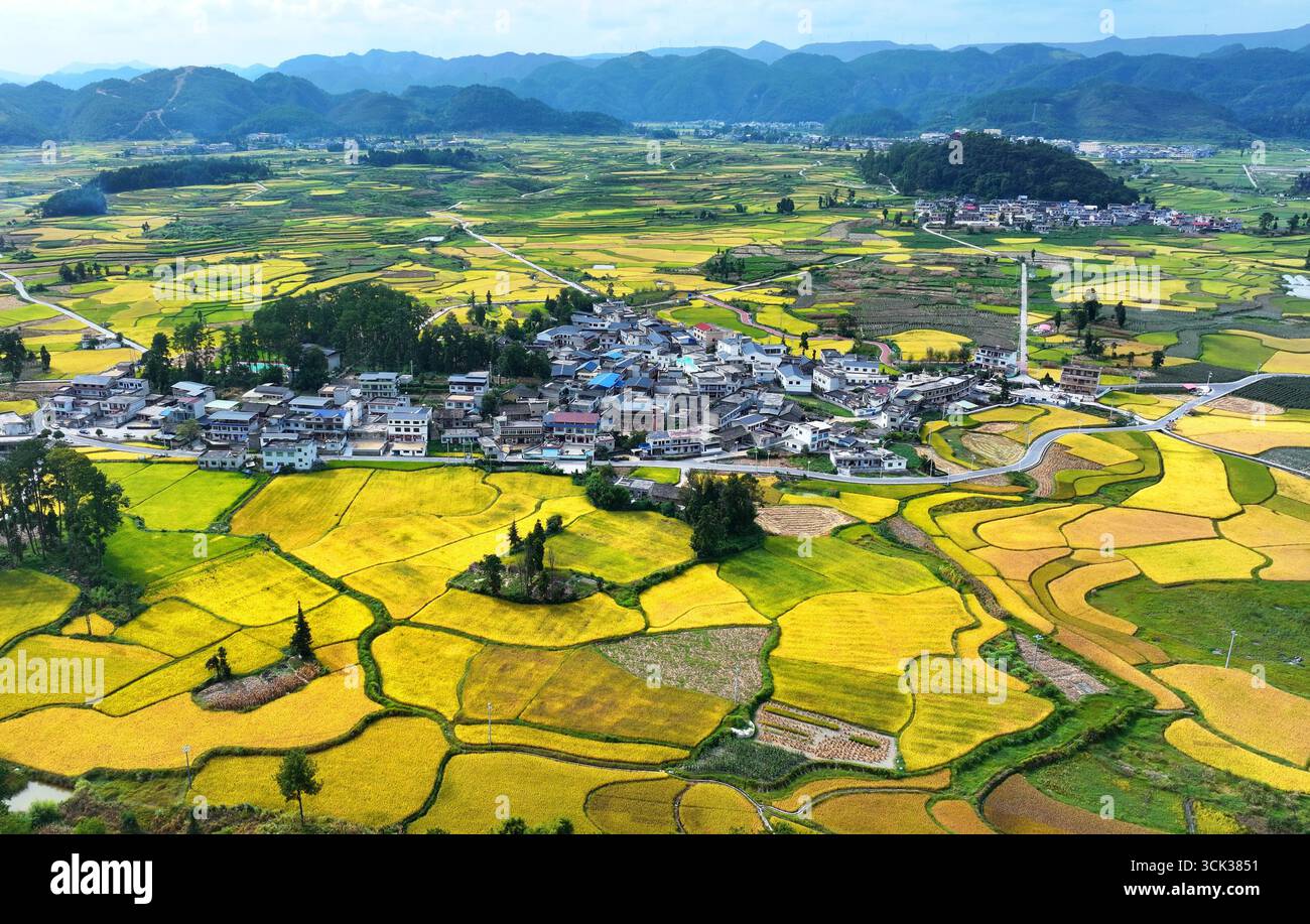 Aerial photo shows the golden rice field in Qiannan Buyi and Miao ...