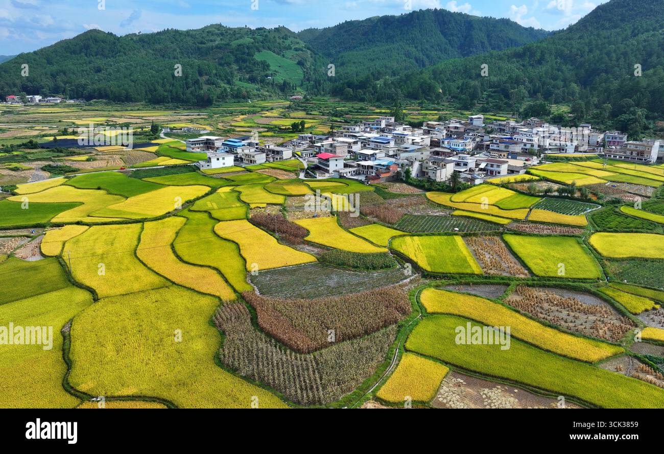 Aerial photo shows the golden rice field in Qiannan Buyi and Miao ...