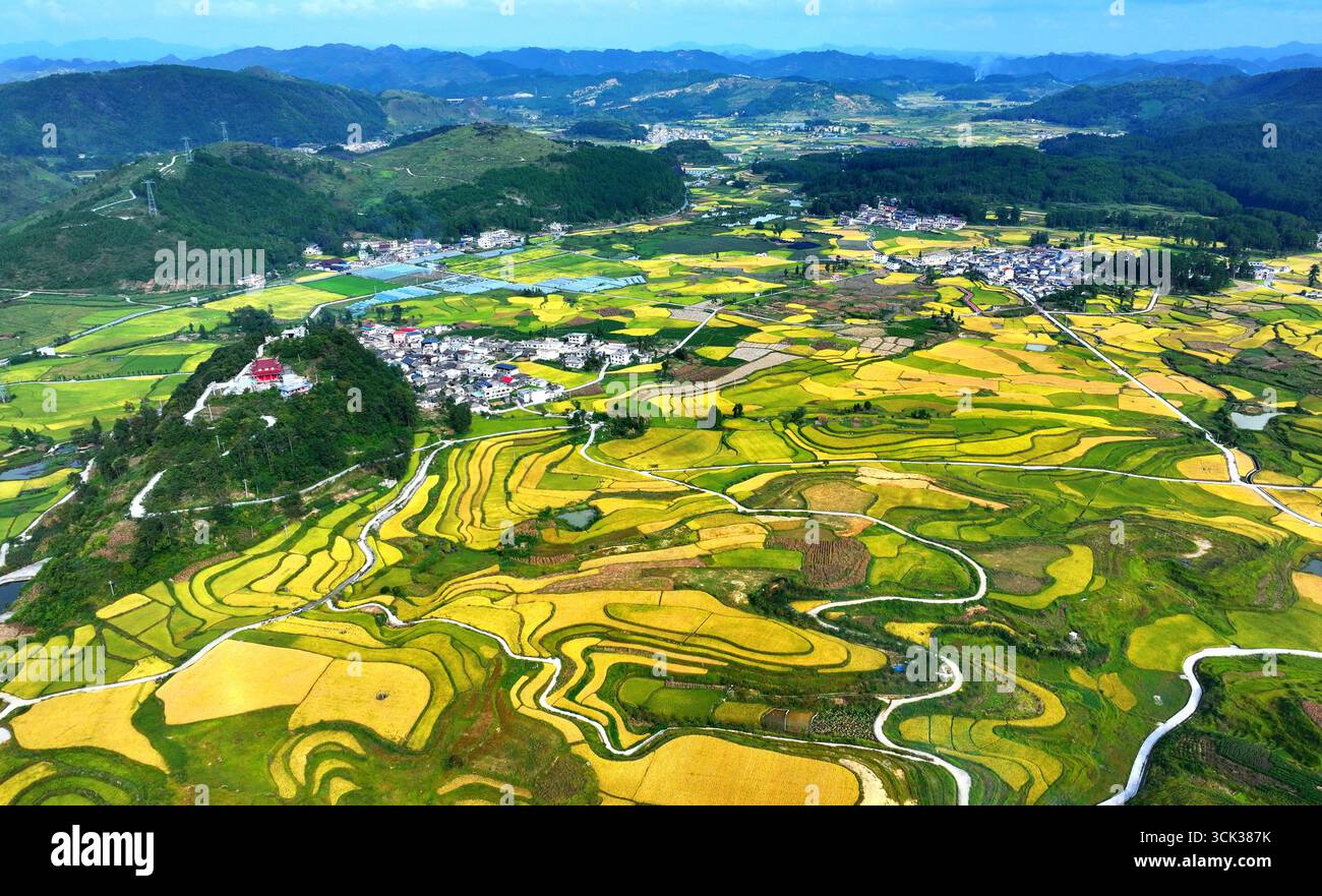 Aerial photo shows the golden rice field in Qiannan Buyi and Miao ...