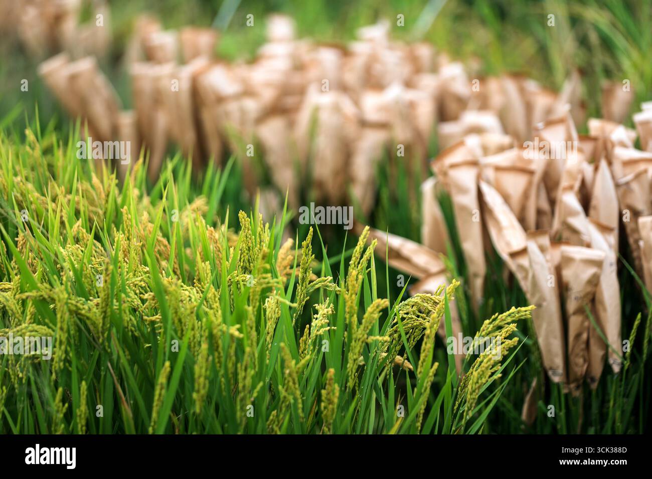 Aerial photo shows workers harvesting rice in the field in Yangzhou ...