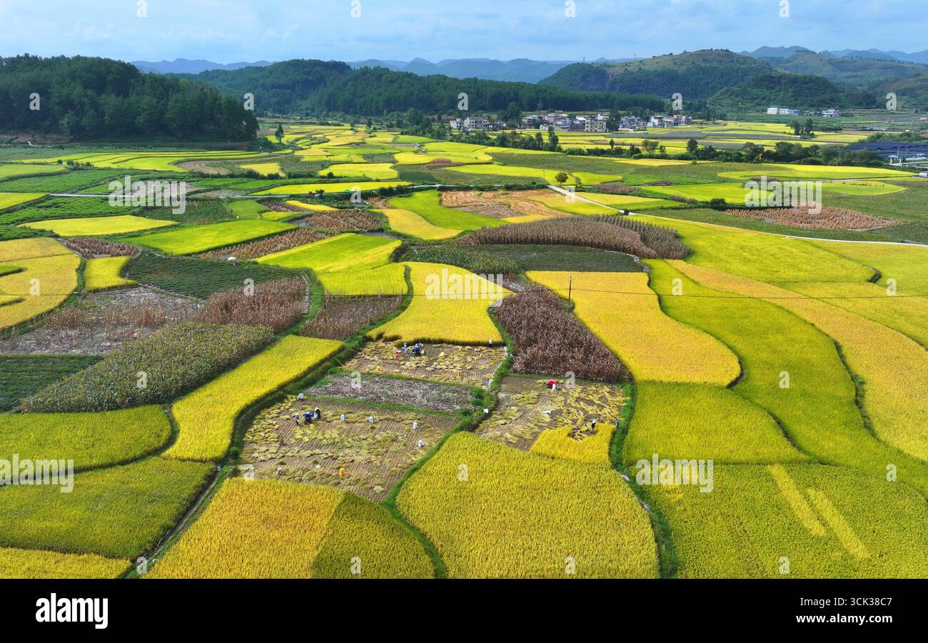 Aerial photo shows the golden rice field in Qiannan Buyi and Miao ...