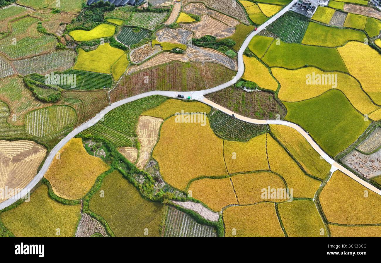 Aerial photo shows the golden rice field in Qiannan Buyi and Miao ...