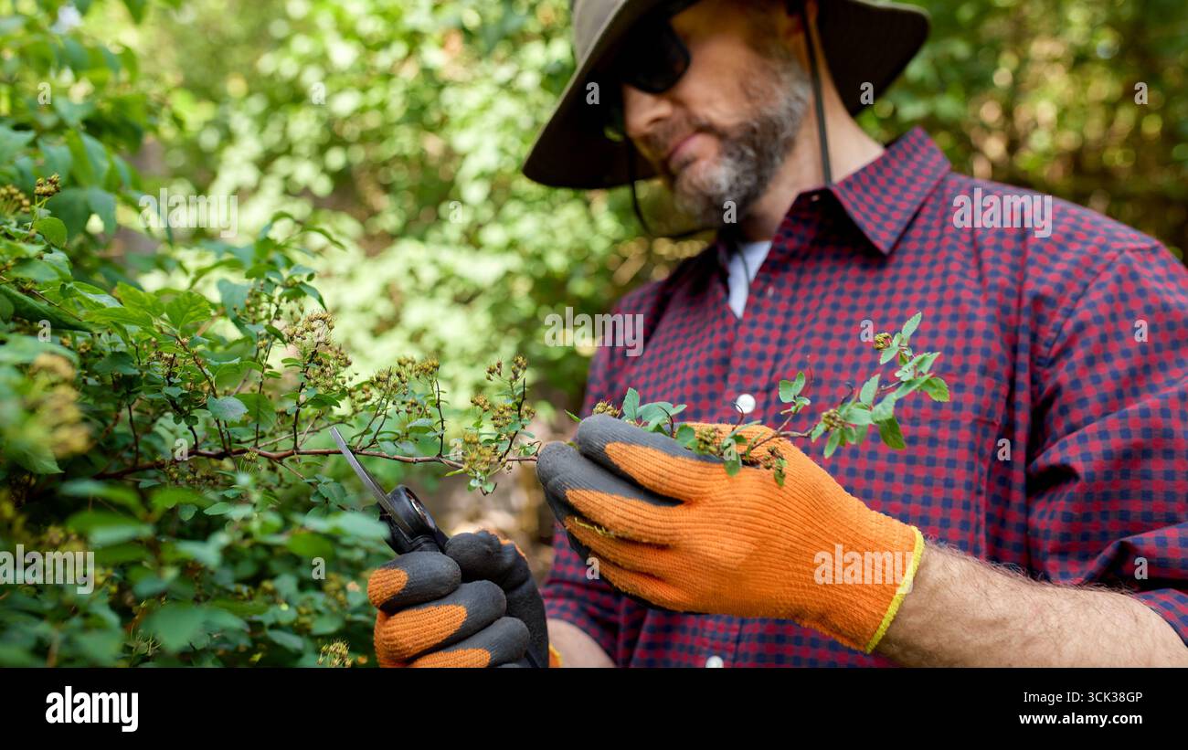 A gardener wearing a straw hat and orange gloves is pruning shrubs. The ...