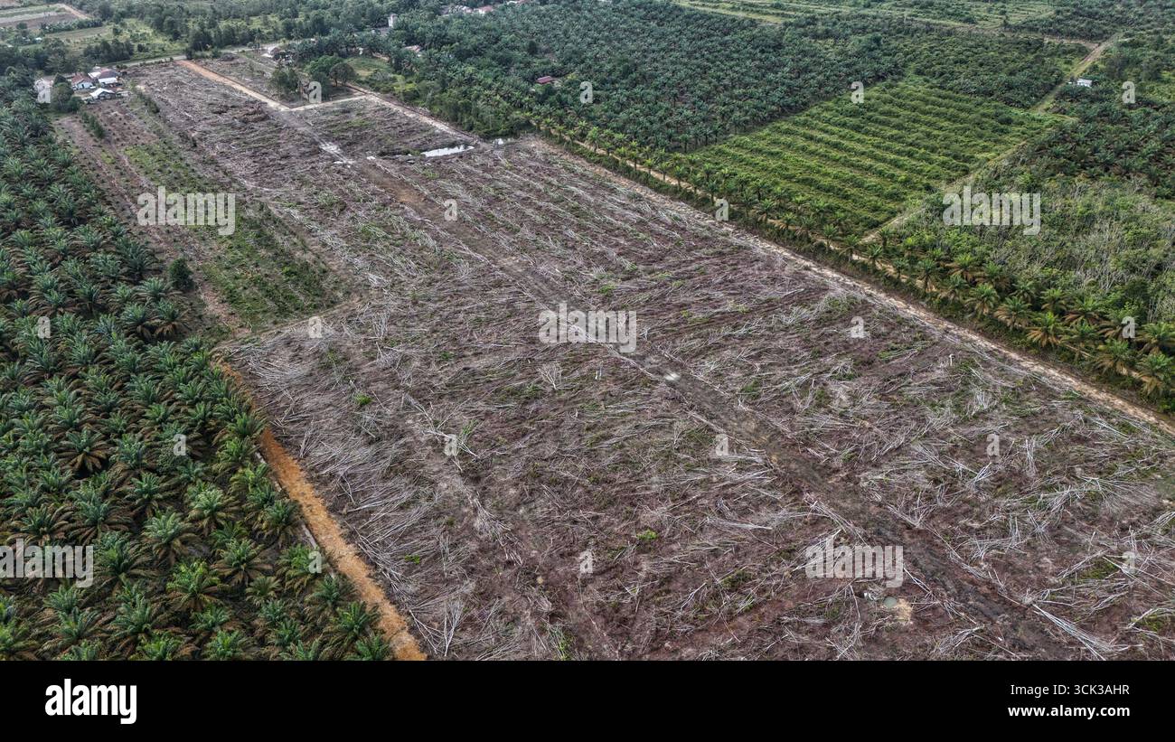 Deforestation for palm oil plantation in Borneo, Indonesia, Asia Stock ...