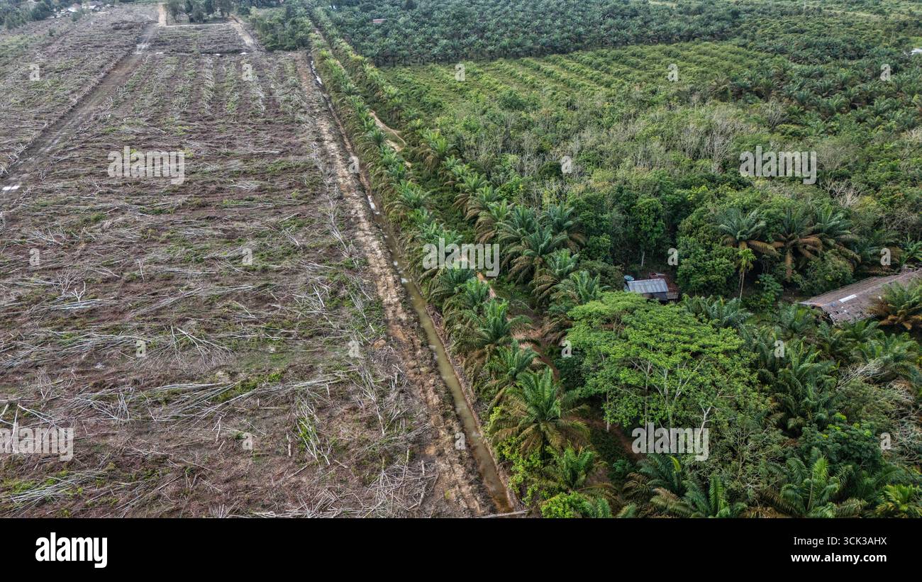 Deforestation for palm oil plantation in Borneo, Indonesia, Asia Stock ...