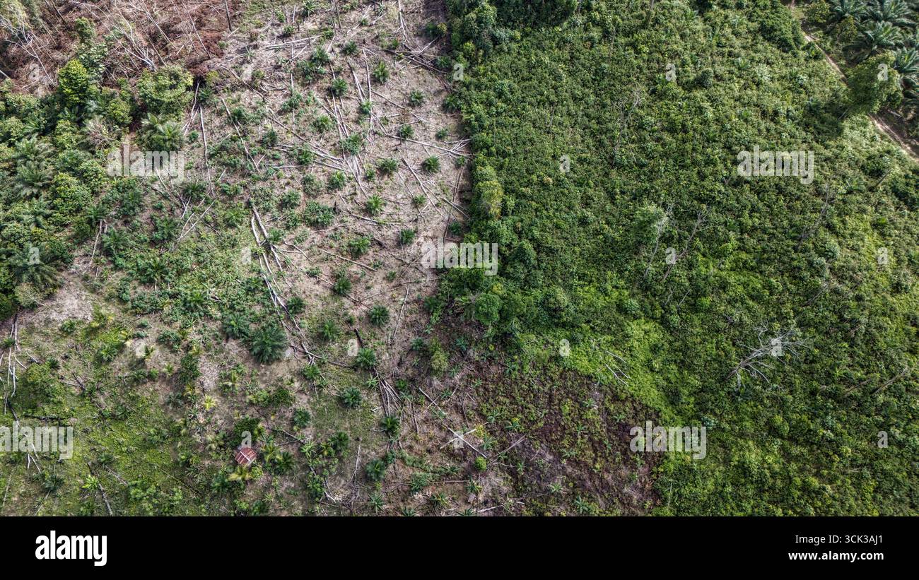 Deforestation for palm oil plantation in Borneo, Indonesia, Asia Stock ...