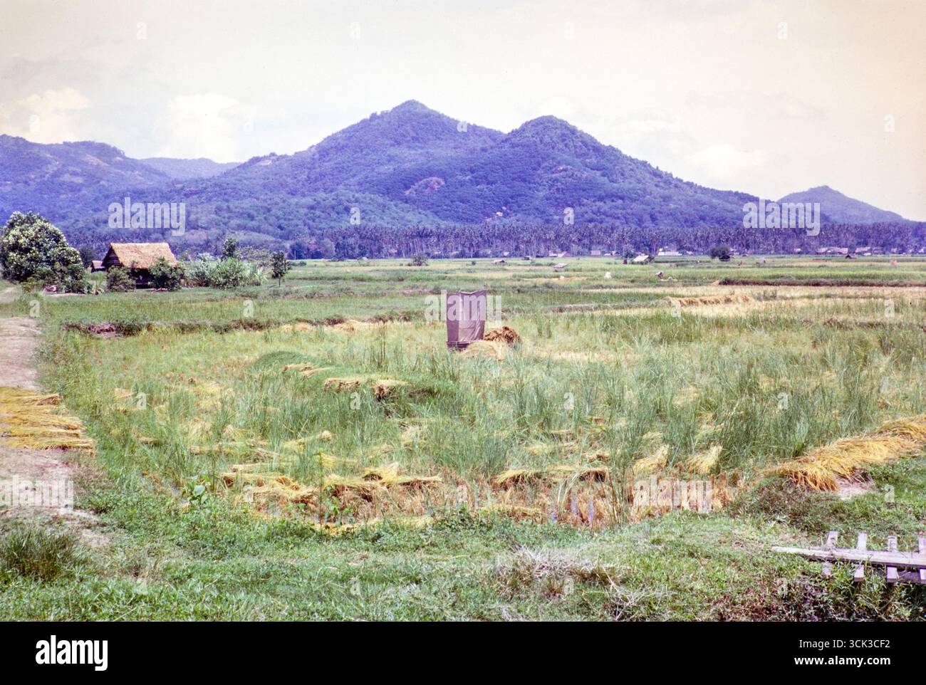 Rice cultivation paddy fields rural farming agriculture countryside ...