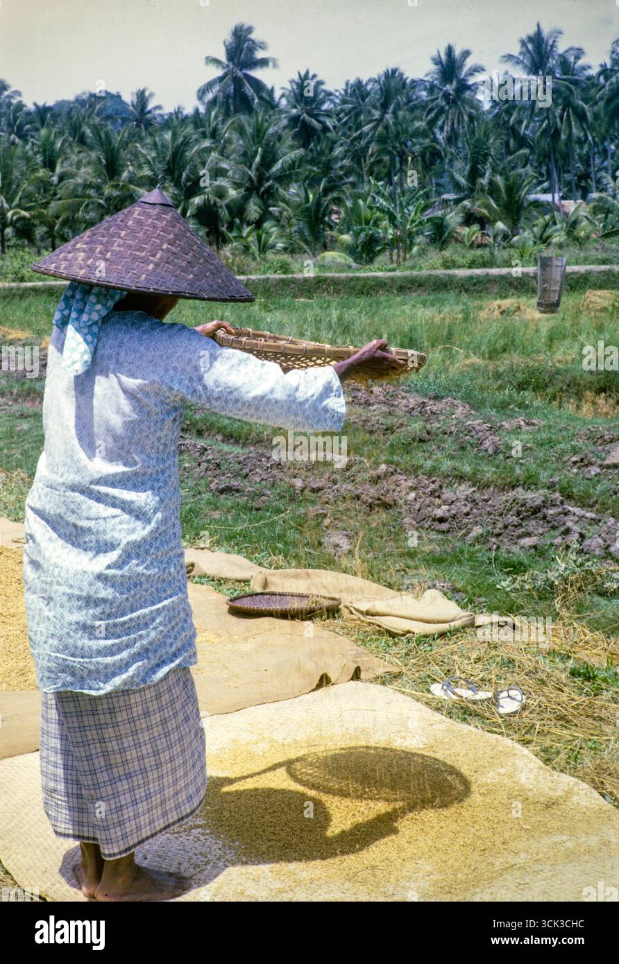 Rice cultivation paddy fields rural farming agriculture countryside ...