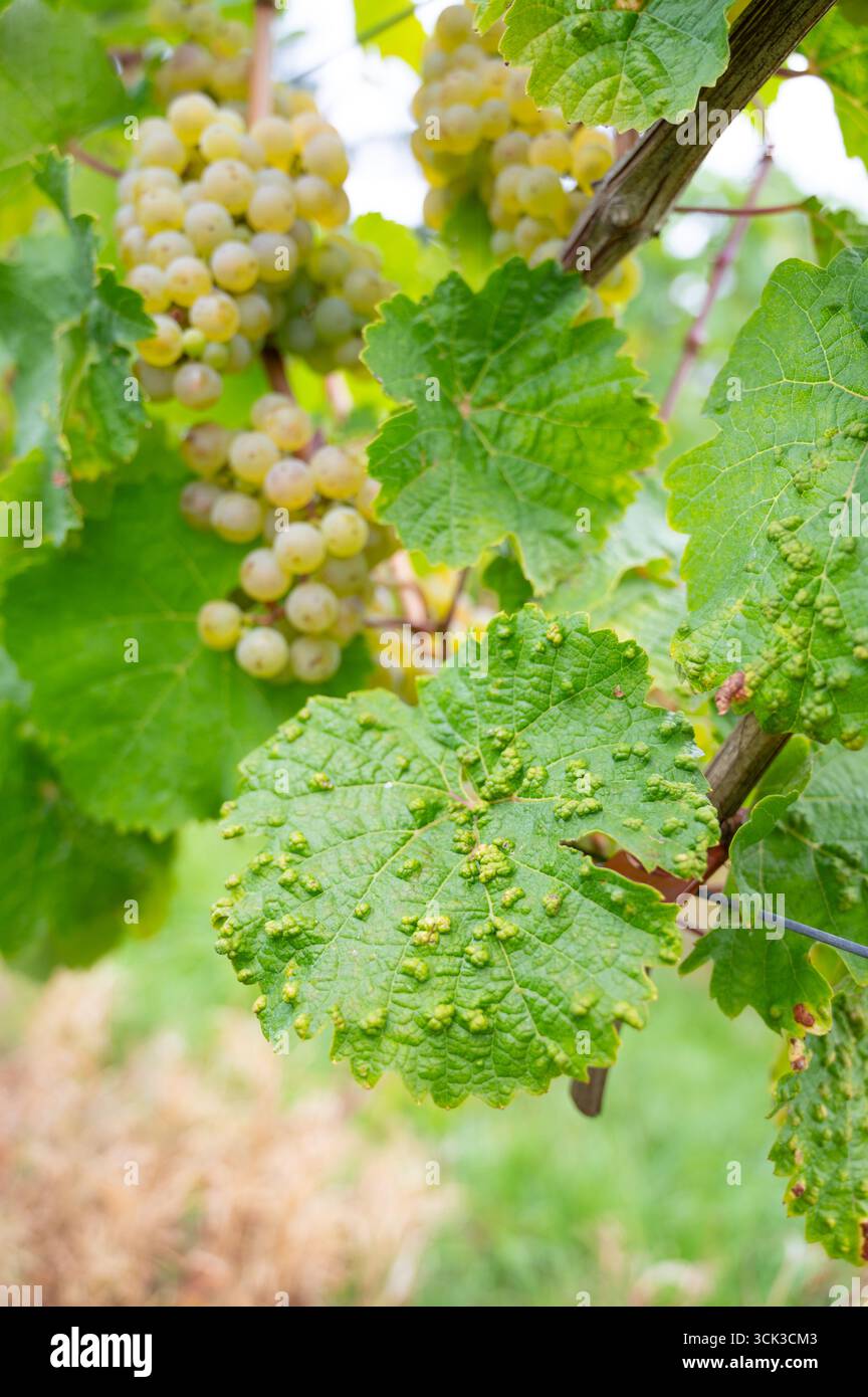Moselle vineyard green dried up hi-res stock photography and images - Alamy