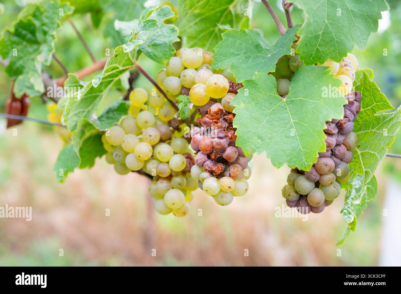 Moselle vineyard green dried up hi-res stock photography and images - Alamy