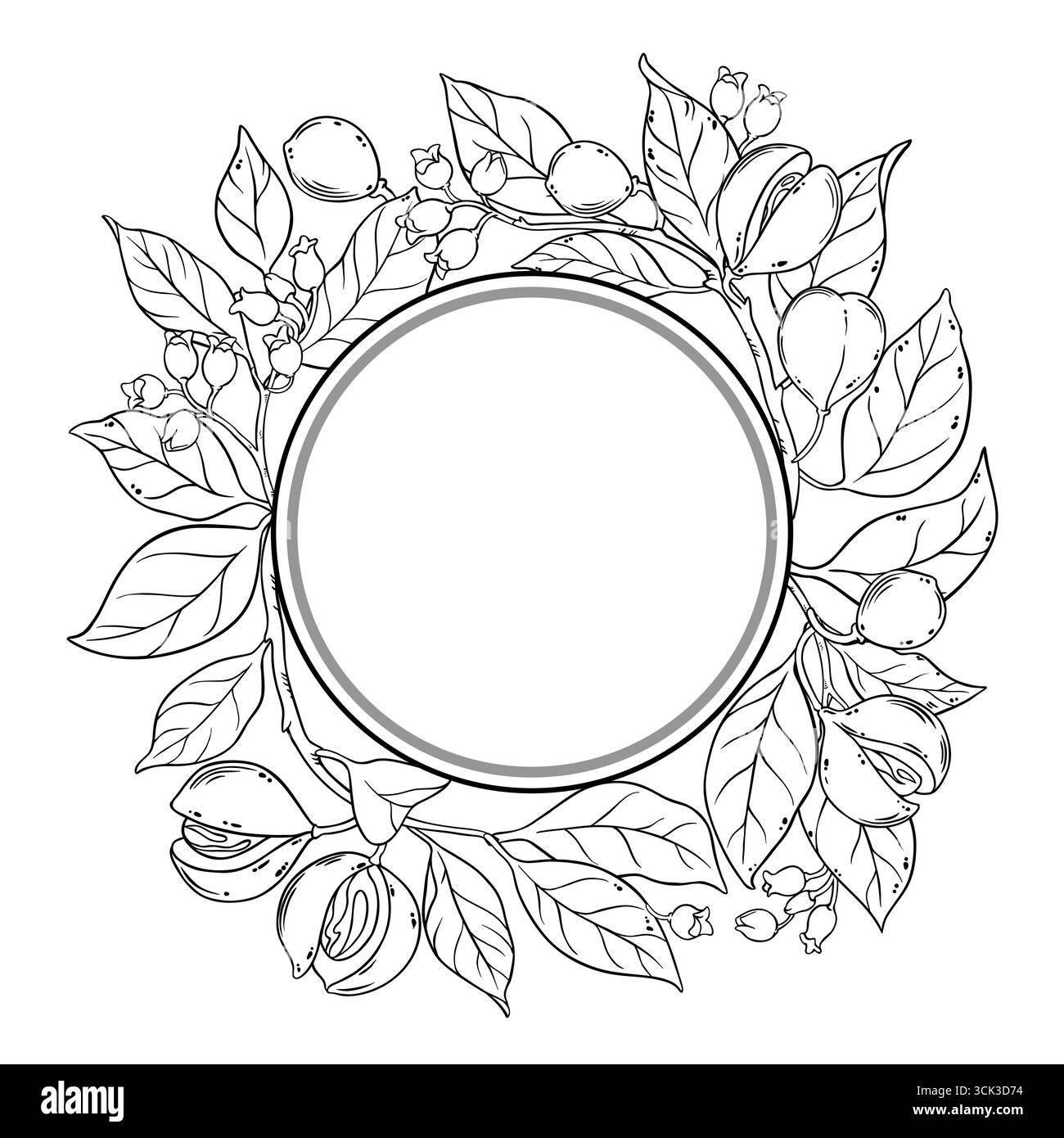 Nutmeg Branch Outline Round Frame Stock Vector Image & Art - Alamy