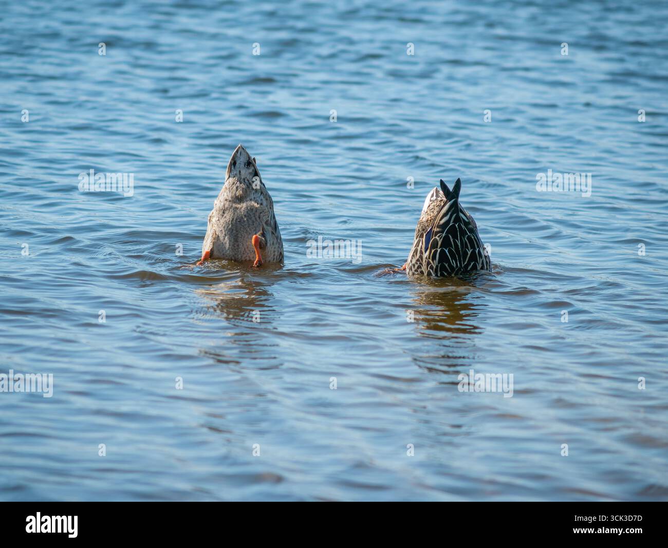 Synchronously swimming hi-res stock photography and images - Alamy