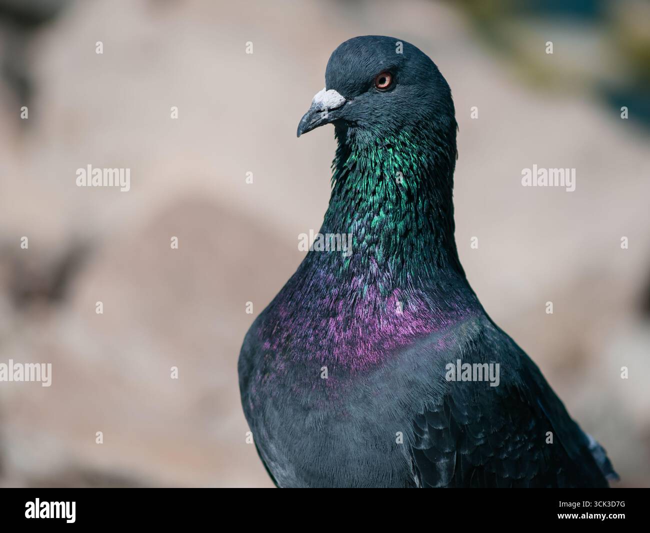 Upper body focus hi-res stock photography and images - Alamy