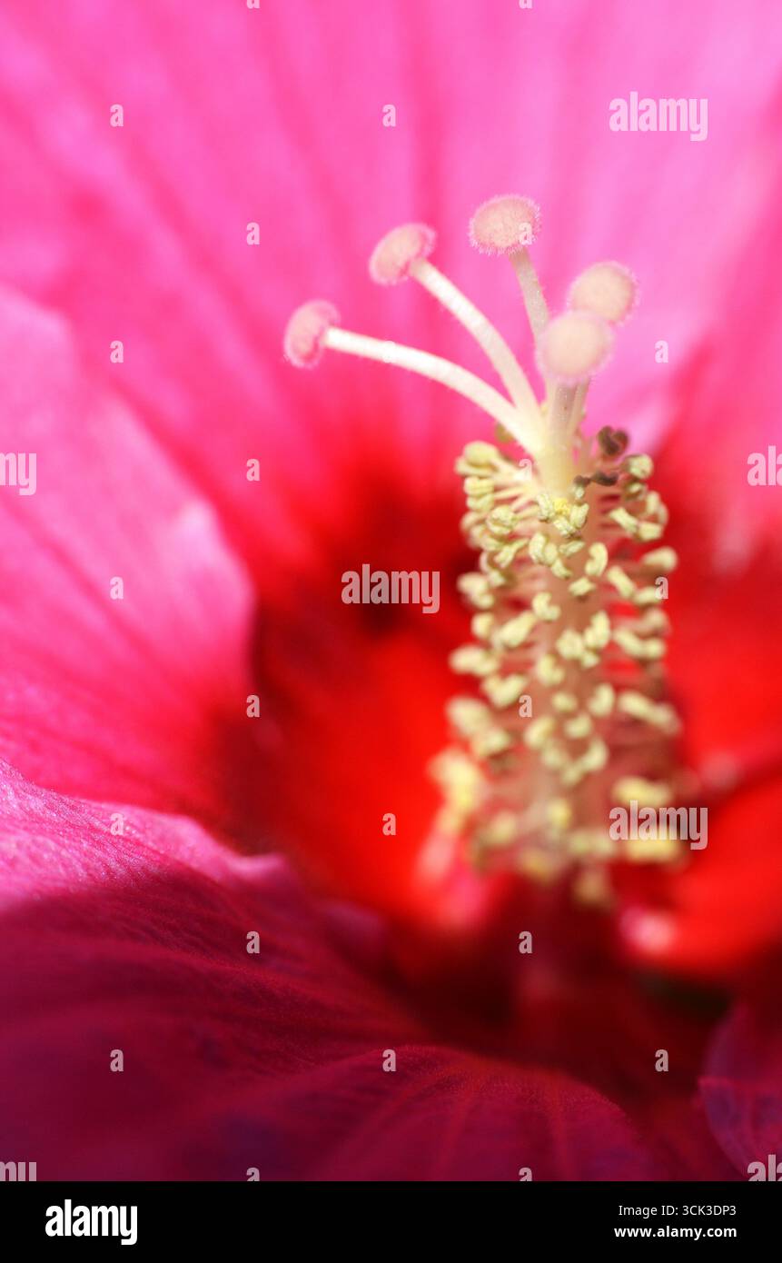 Hibiscus stigma close up hi-res stock photography and images - Alamy