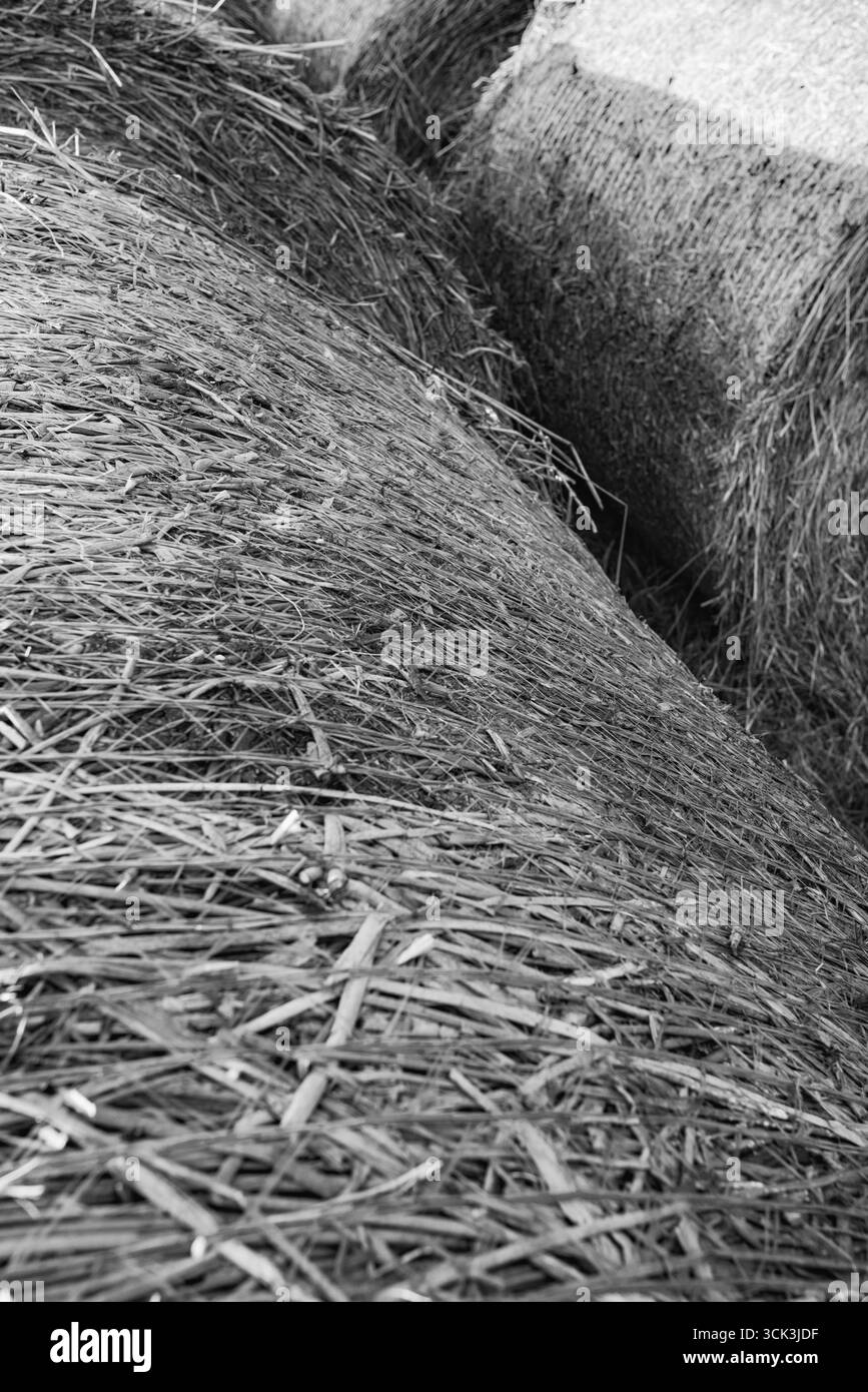 Significantly larger than traditional square bales hi-res stock ...