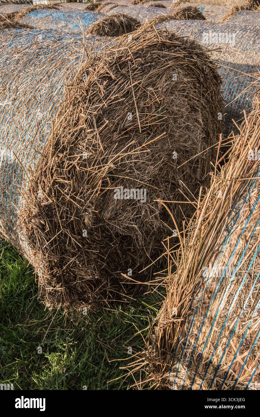 Significantly larger than traditional square bales hi-res stock ...