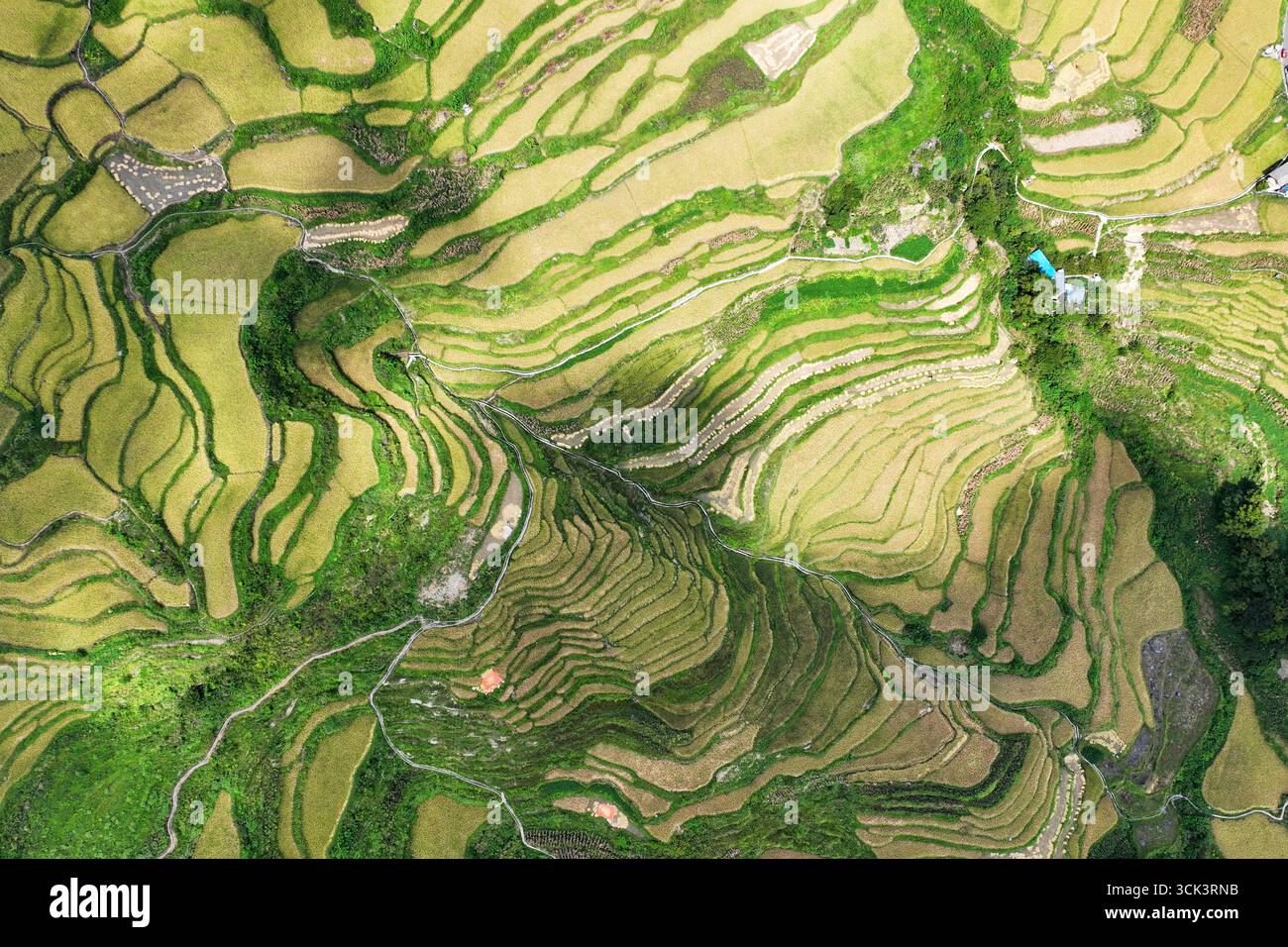 Aerial photo shows the terraced field in Youyang County, Chongqing ...