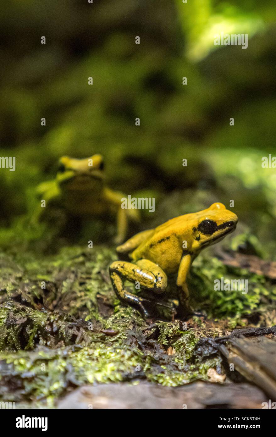 Two yellow green frogs on forest ground Stock Photo - Alamy