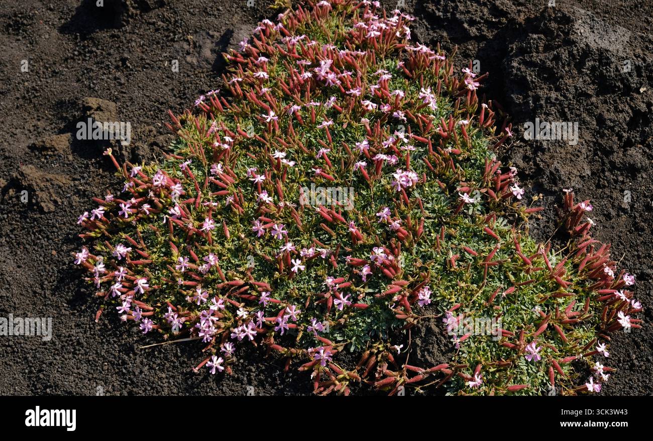 Delicate Silene siculа flowers and green leaves thrives on dark ...