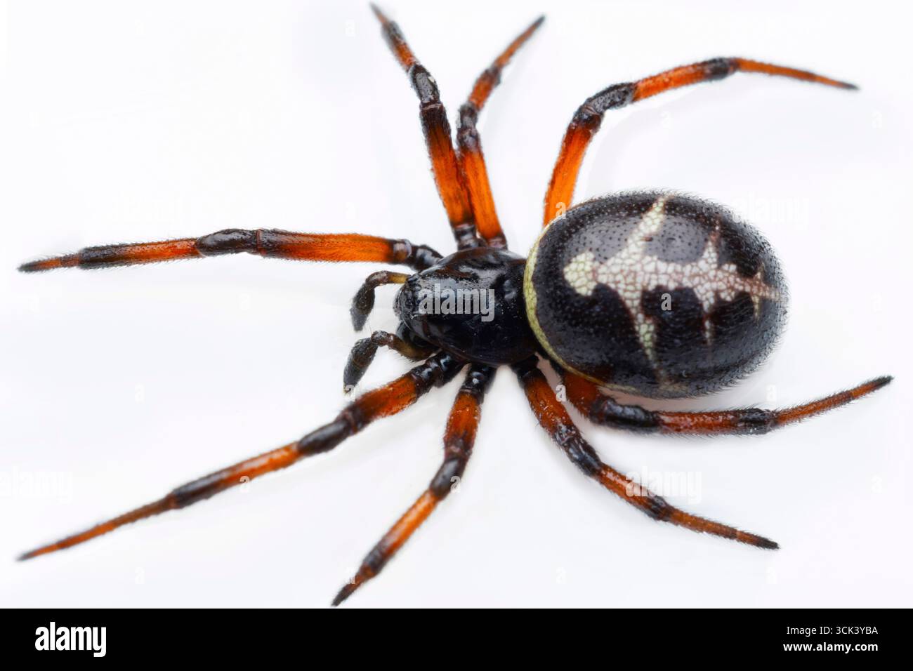 Close-up shot of Steatoda paykulliana, commonly known as the false ...