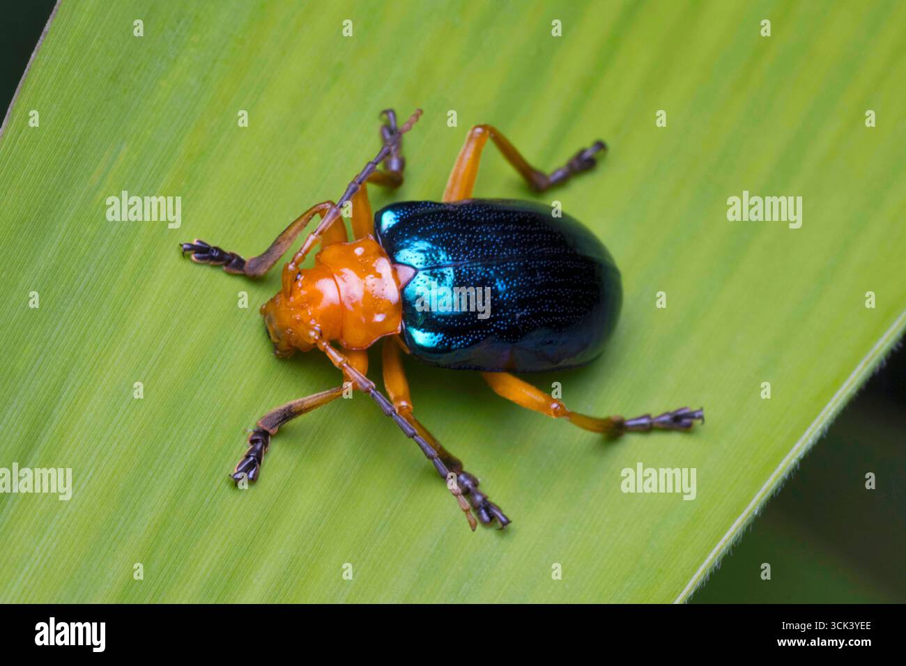 Bombardier beetles spray hi-res stock photography and images - Alamy