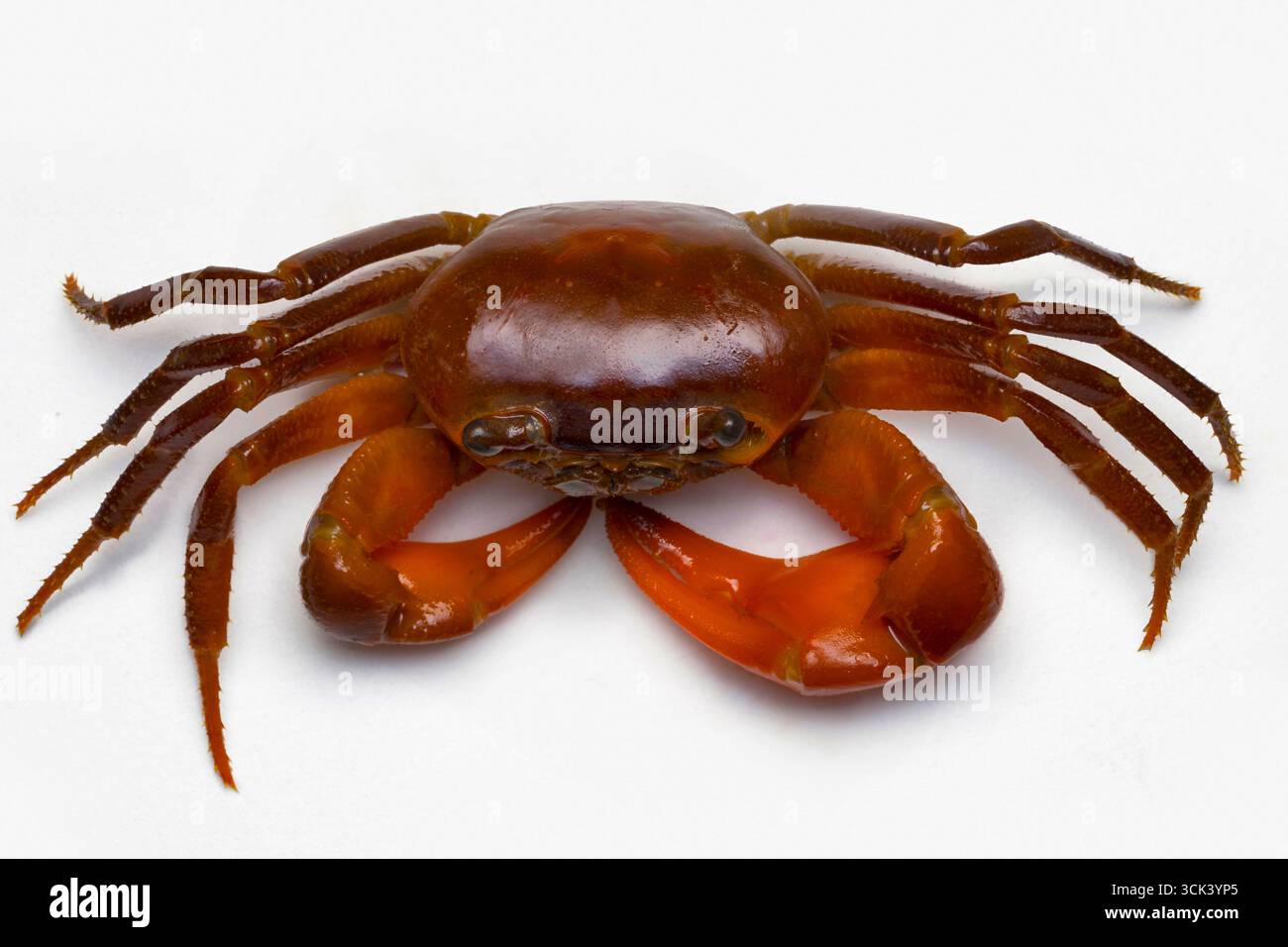 Liotelphusa species, a freshwater crab, indigenous to North-East India ...