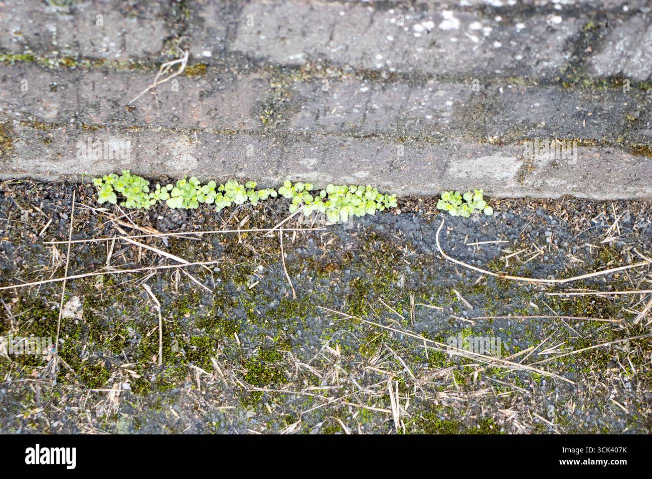 green weeds growing in the join of a wall and tarmac footpath Stock ...