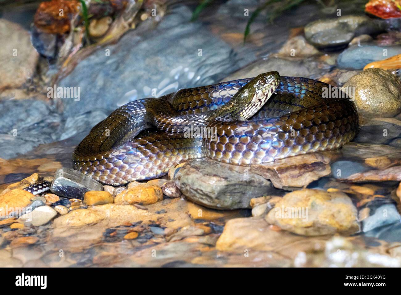 Smooth-scaled water snake (Enhydris enhydris), native to North-east ...